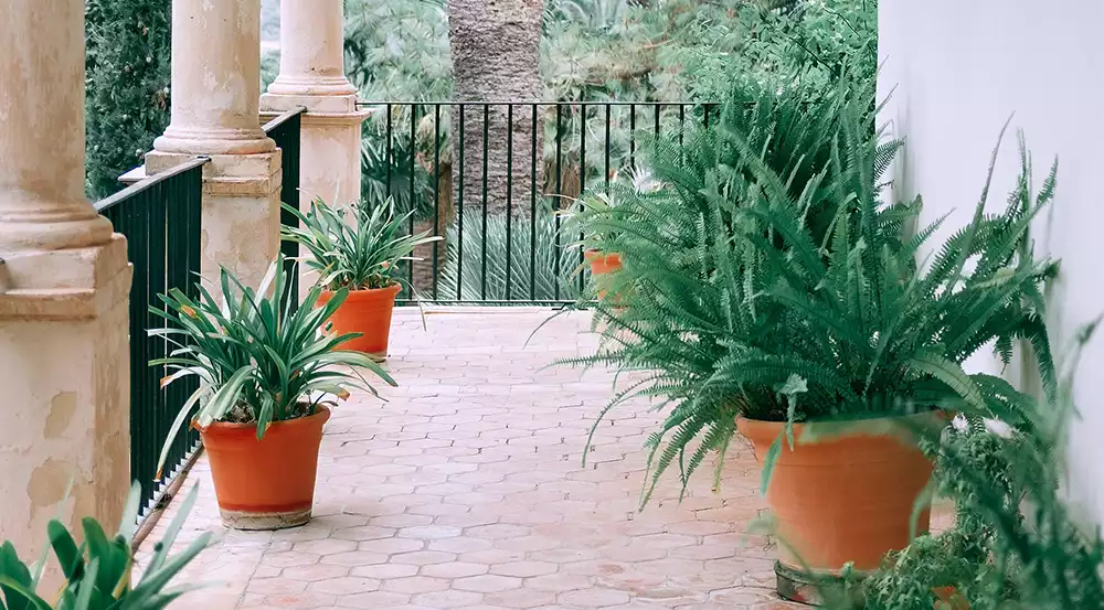 Lista de las mejores plantas de exterior resistentes al sol ☀