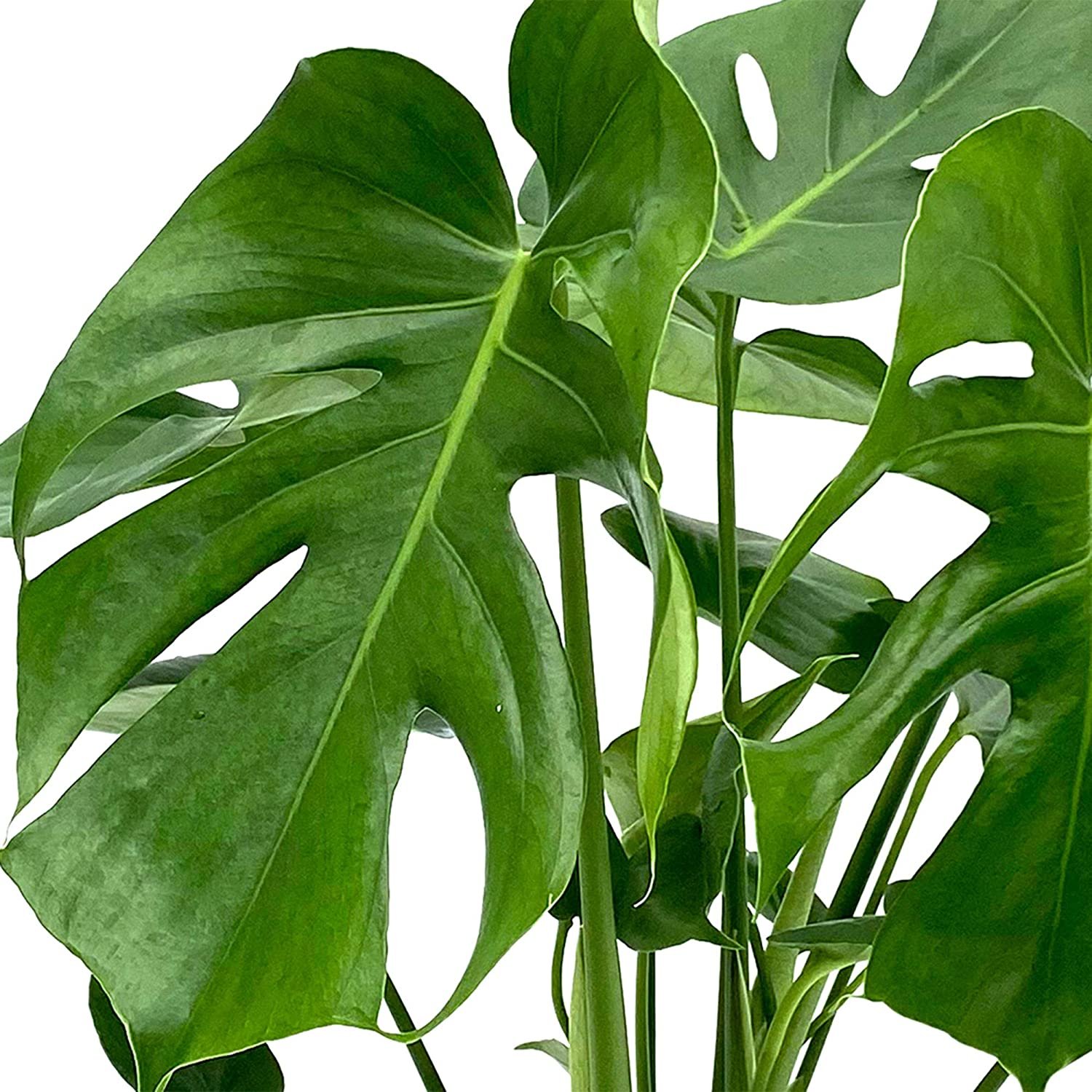 Guía 2023:【 monstera deliciosa 】 ¡Mantén tu Planta Sana!