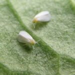 Bichos Blancos en las Plantas: Qué son y cómo solucionarlo